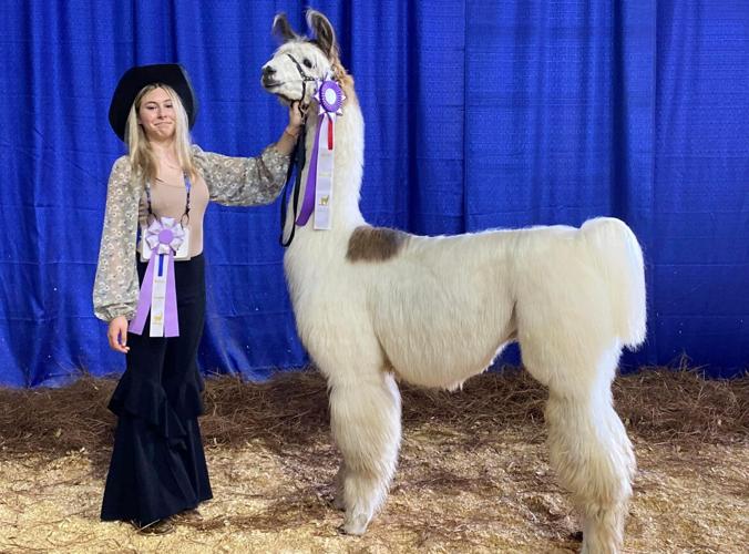 Love of Llamas competes in Winter’s End Llama Show | Features ...