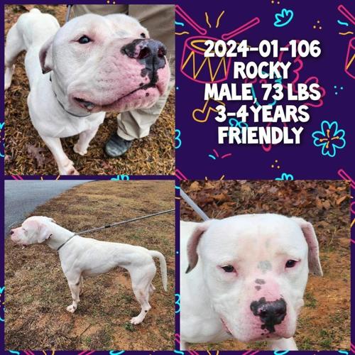 Barrow's adoptable pets of the week | News | mainstreetnews.com
