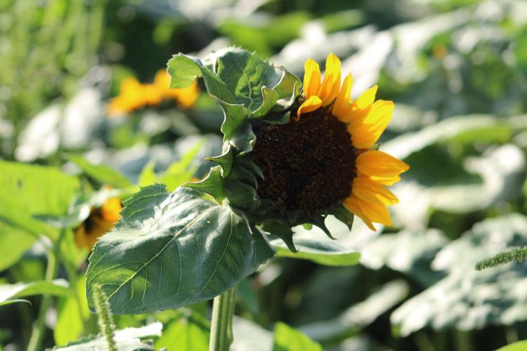 Bold Spring Blooms opens for summer season | Features | mainstreetnews.com