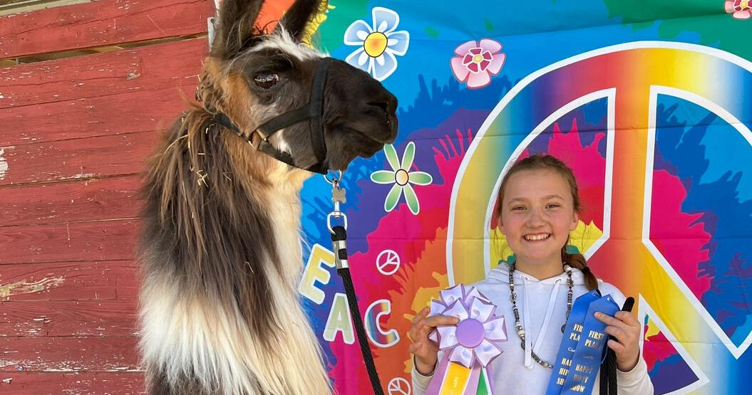 Love of Llamas competes in Happy Hippy show | Features | mainstreetnews.com