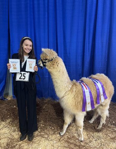 Love of Llamas competes in Winter’s End Llama Show | Features ...
