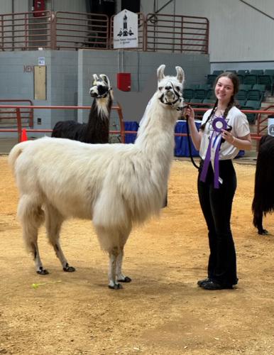 Love of Llamas competes in Winter’s End Llama Show | Features ...