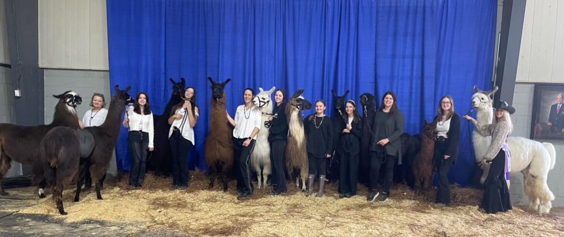 Love of Llamas competes in Winter’s End Llama Show | Features ...