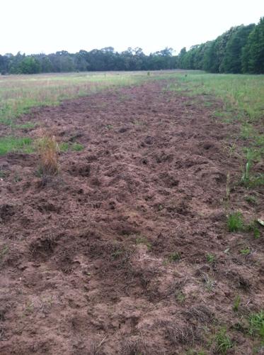 DNR: Help control feral hog population with Hog Down Awards Program ...
