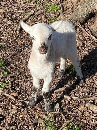 Local sheep producer featured in national publication for work in ...