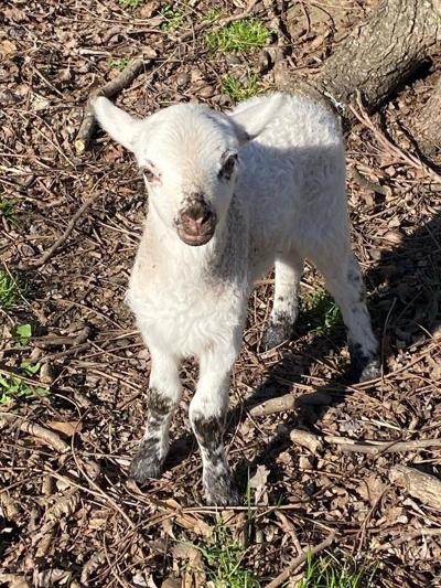 Local sheep producer featured in national publication for work in ...