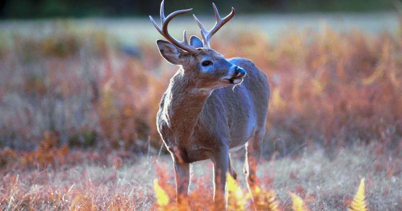 DNR: Statewide deer firearms hunting season opens Oct. 18 | Sports ...