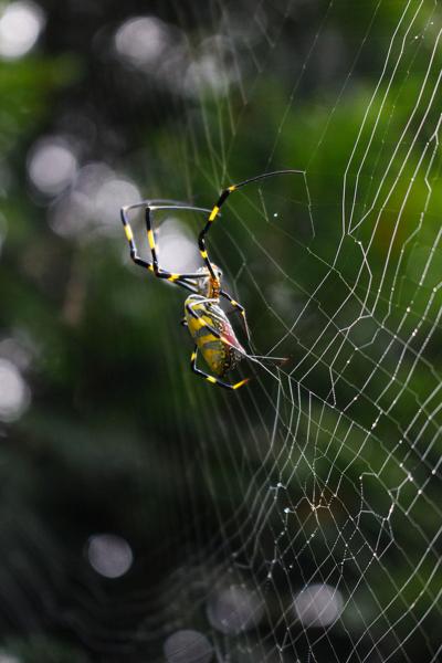Joro Watch engages citizen-scientists to study future of Joro spiders ...