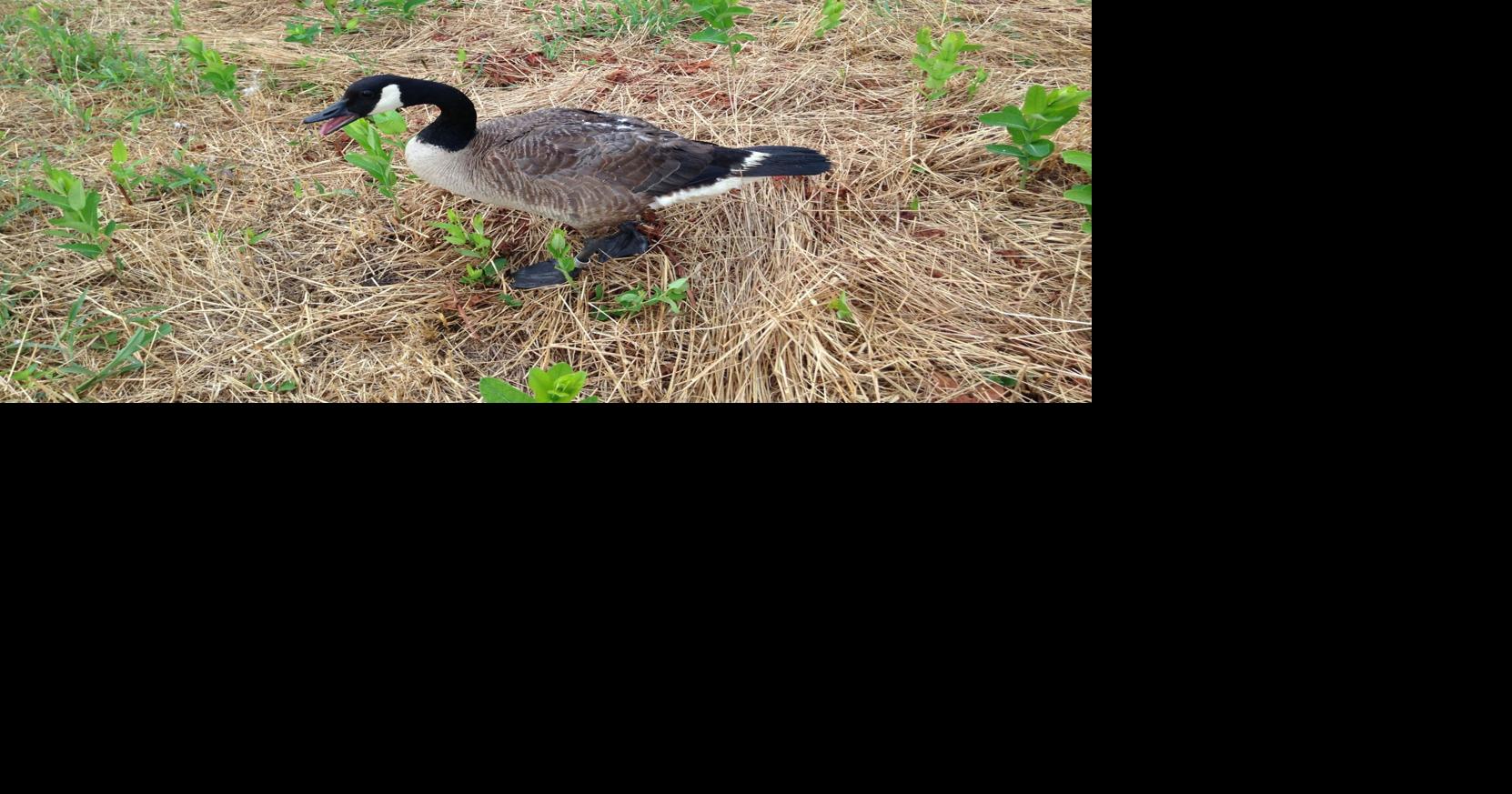 GADNR offers tips for dealing with Canada geese | Features ...