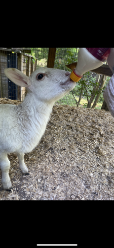 Sheep Farming | | mainstreetnews.com