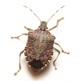 The brown marmorated stink bug | Features | mainstreetnews.com