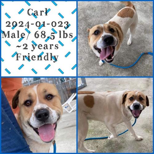 Barrow County's adoptable pets | News | mainstreetnews.com