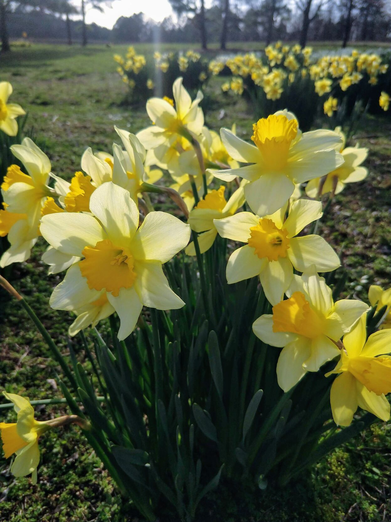 COSTYN: What's going on in the garden | Opinion | mainstreetnews.com