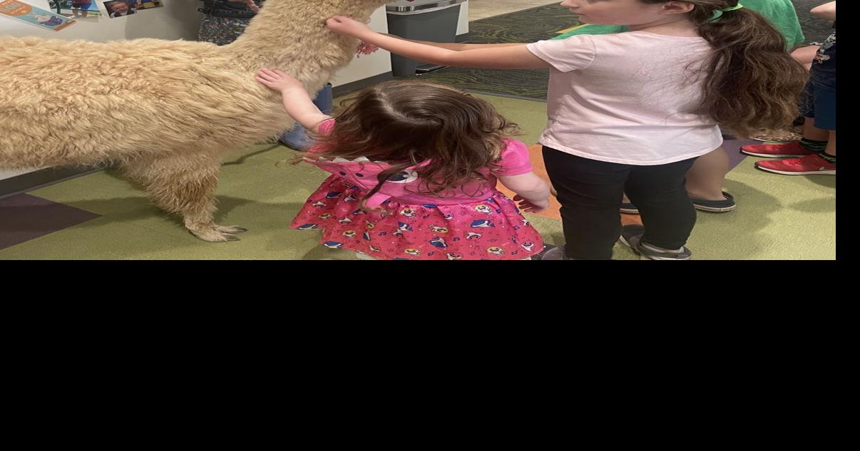 Love of Llamas makes special visit to Statham library | Features ...