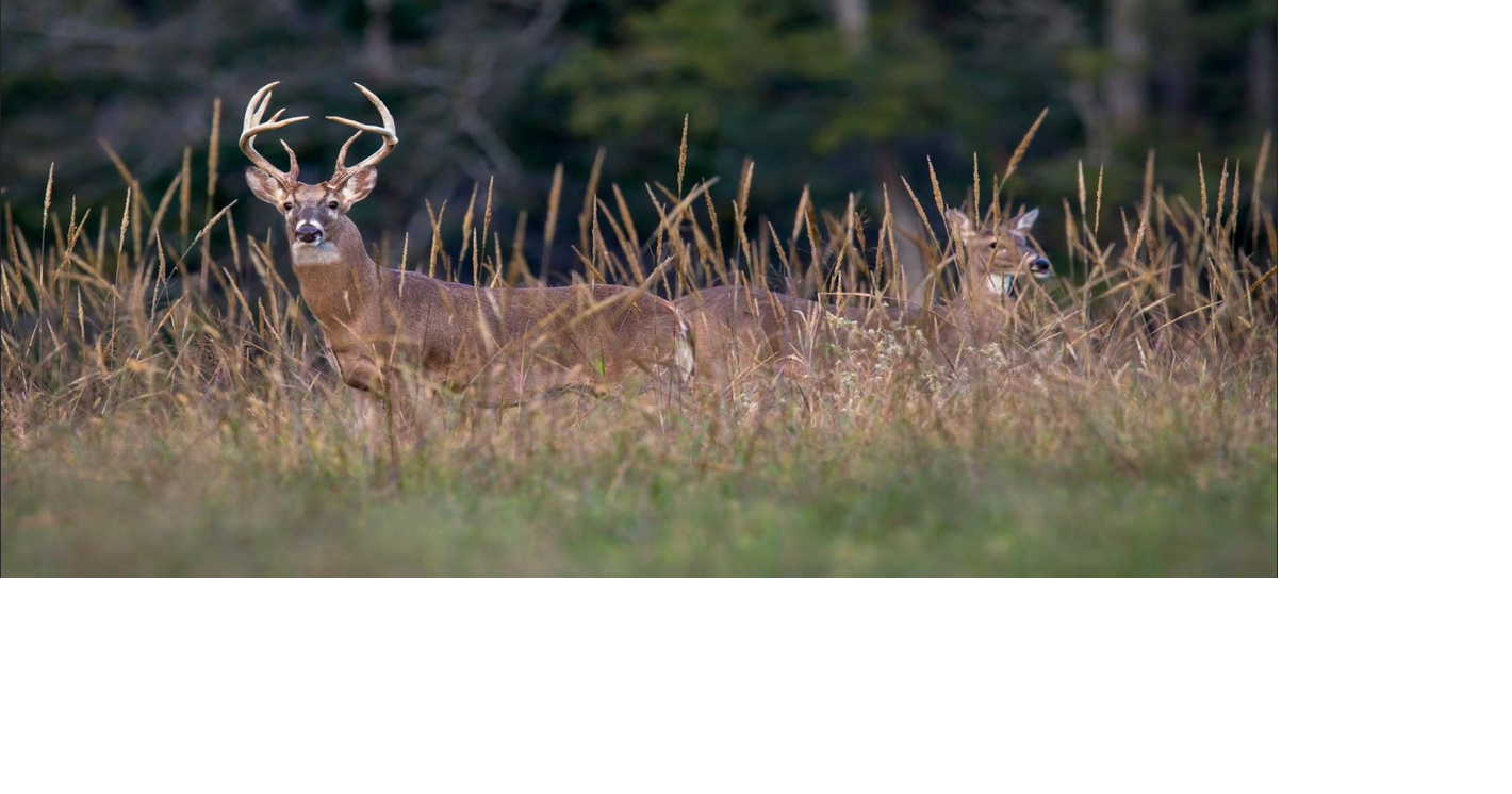 Leftover WMA Deer Hunt Permit sale begins July 15 | Photos & Videos ...