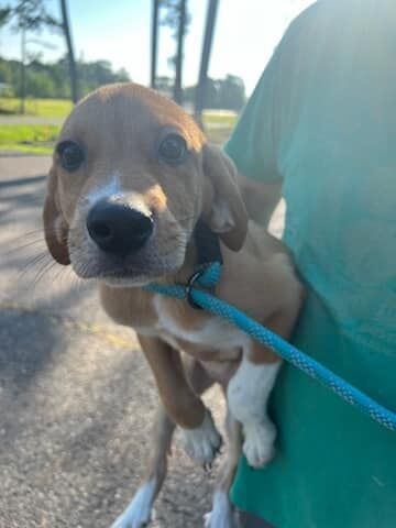 Local woman helps transport animals from shelter in Malvern to Humane ...