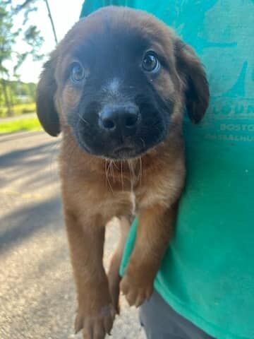 Local woman helps transport animals from shelter in Malvern to Humane ...