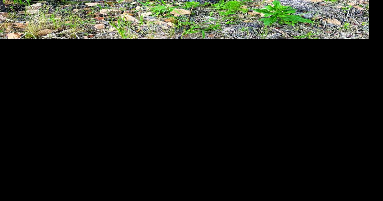 USE creek.jpg | | malvern-online.com