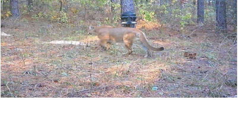 Mountain lion sighting confirmed near Amity | Photos & Videos | malvern ...