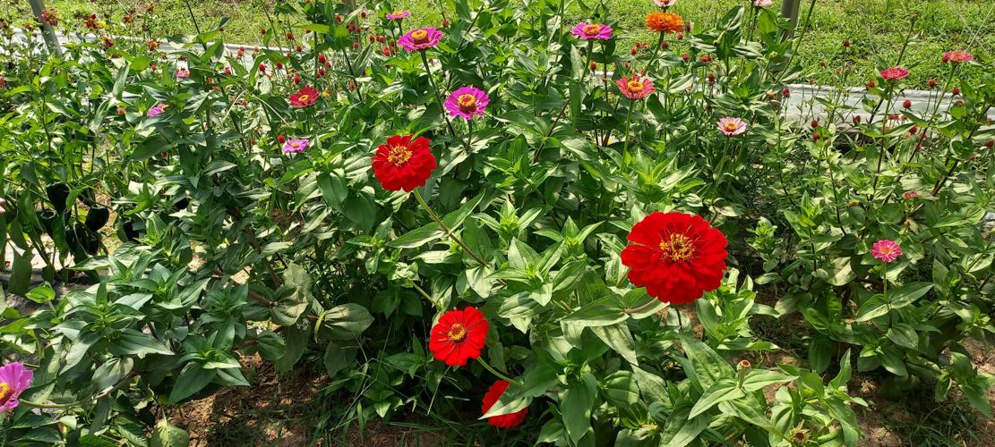 Vail Family Farm | Photos & Videos | malvern-online.com