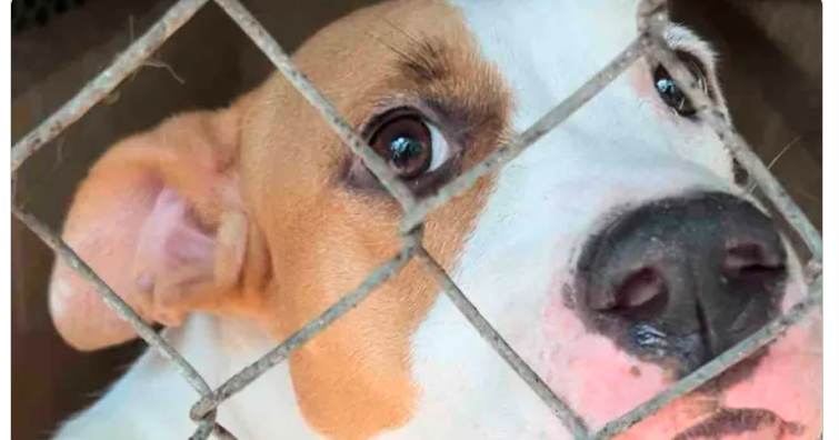 Cuddle Babies Rescue gearing up their efforts, with your help | Photos ...