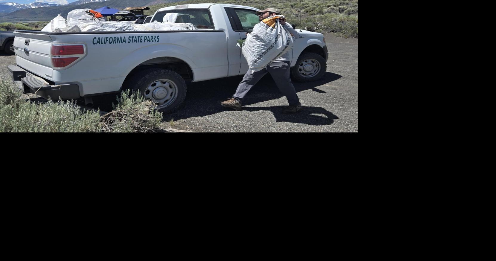 Tumbleweed mega-pulls at Mono Lake’s Black Point part of local ...