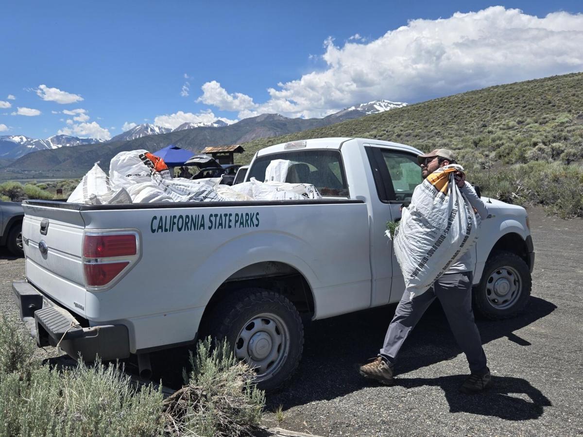 Tumbleweed mega-pulls at Mono Lake’s Black Point part of local ...