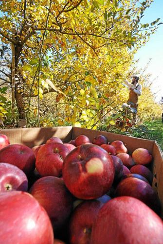 Bennington College students pick apples for food pantries | Local News ...