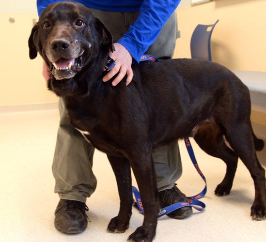 Pets of the Week | Community-news | manchesterjournal.com