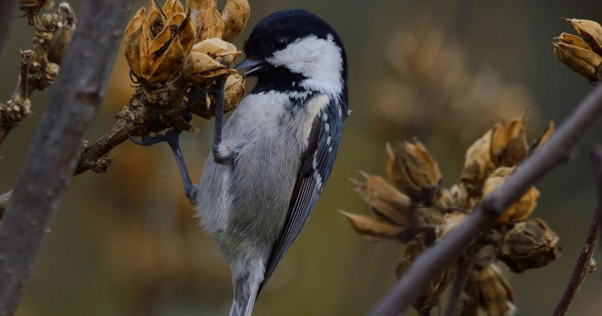Can birds tell time? | Outdoors | manchesterjournal.com