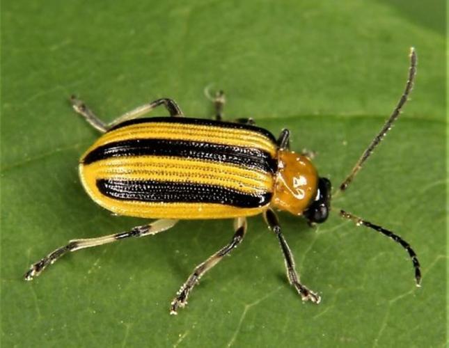 Uvm Extension The Striped Cucumber Beetle Outdoors