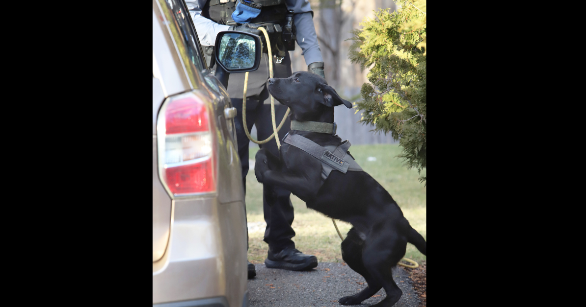 Bennington Police canine Stark works first police raid ...
