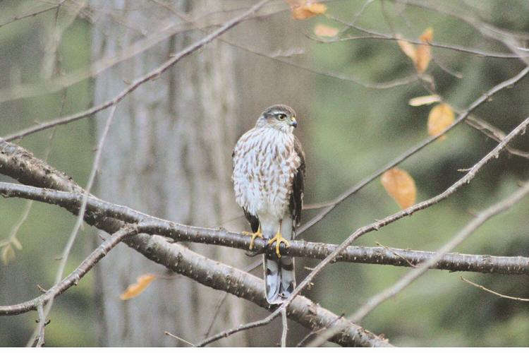 sharp shinned hawk