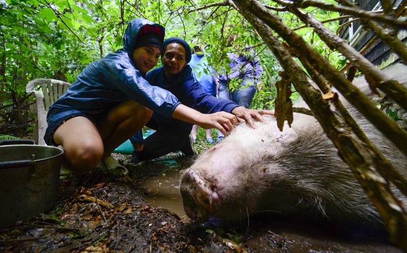 The great pig rescue (aka, Johnny's last escape) | | manchesterjournal.com