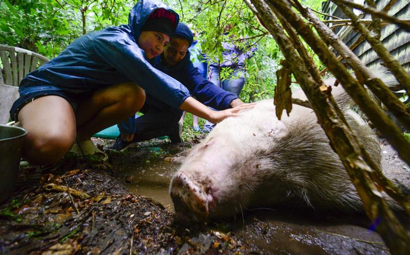 The great pig rescue (aka, Johnny's last escape) | | manchesterjournal.com