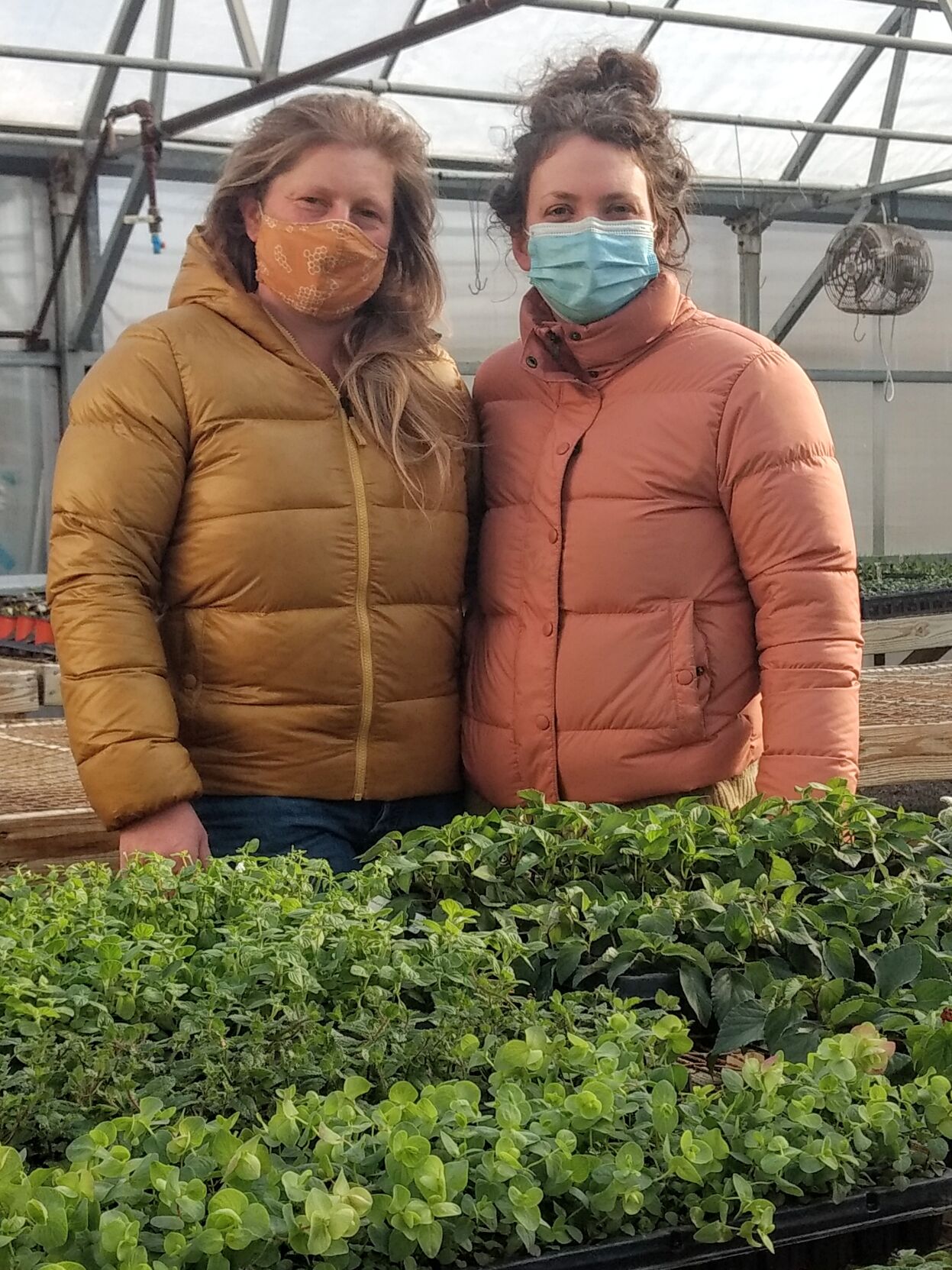 Mettowee Mint nursery to open this weekend in Dorset | Local News ...