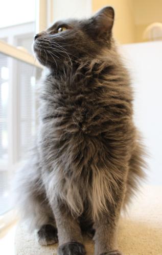 Pets of the week at Second Chance Animal Center: Tina and Pepper ...