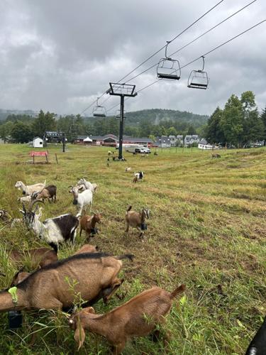 Goats graze Magic Mountain, test new technology | | manchesterjournal.com
