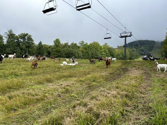 Goats graze Magic Mountain, test new technology | | manchesterjournal.com