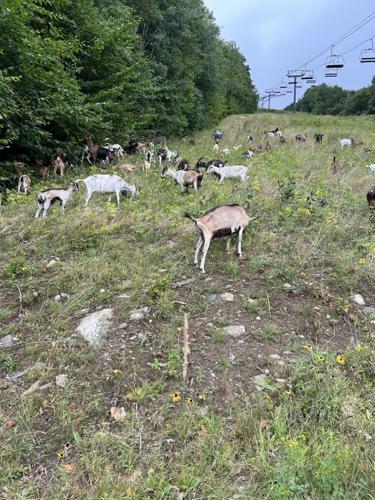 Goats graze Magic Mountain, test new technology | | manchesterjournal.com