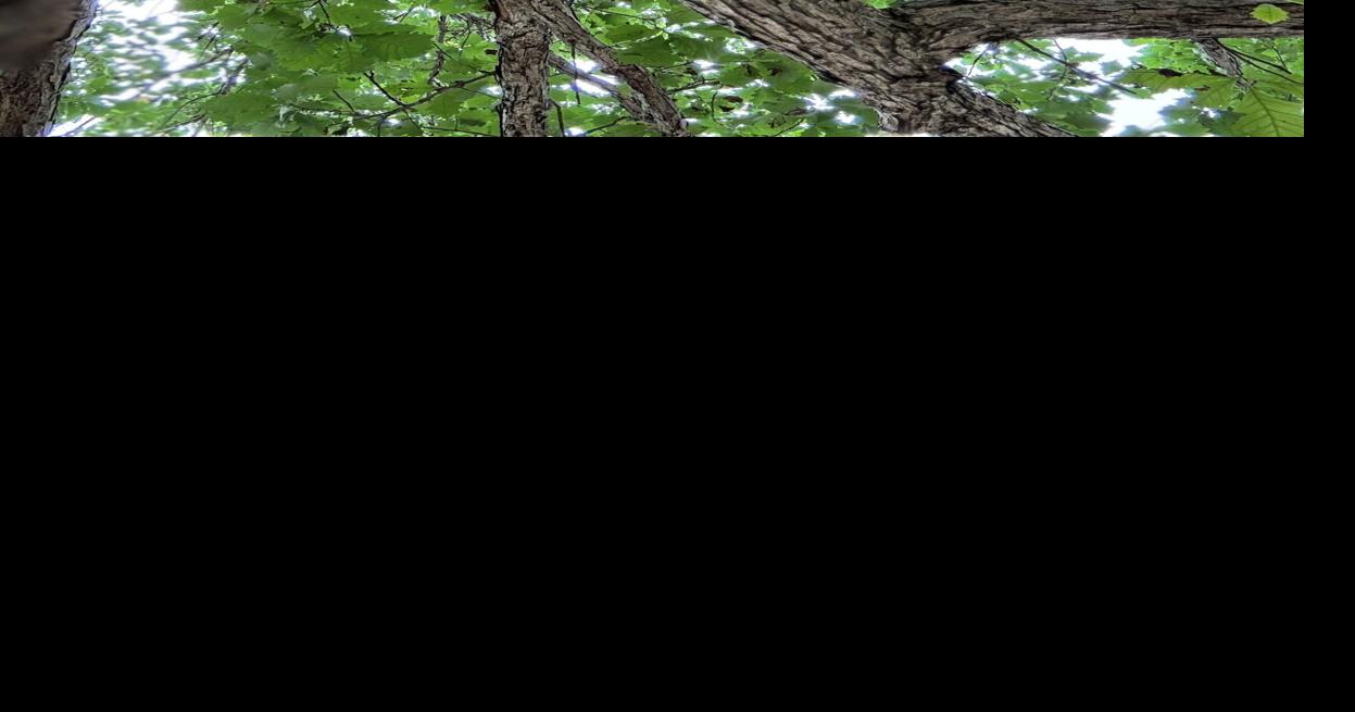 Outdoors | The beauty and benefits of oak trees | Opinion ...