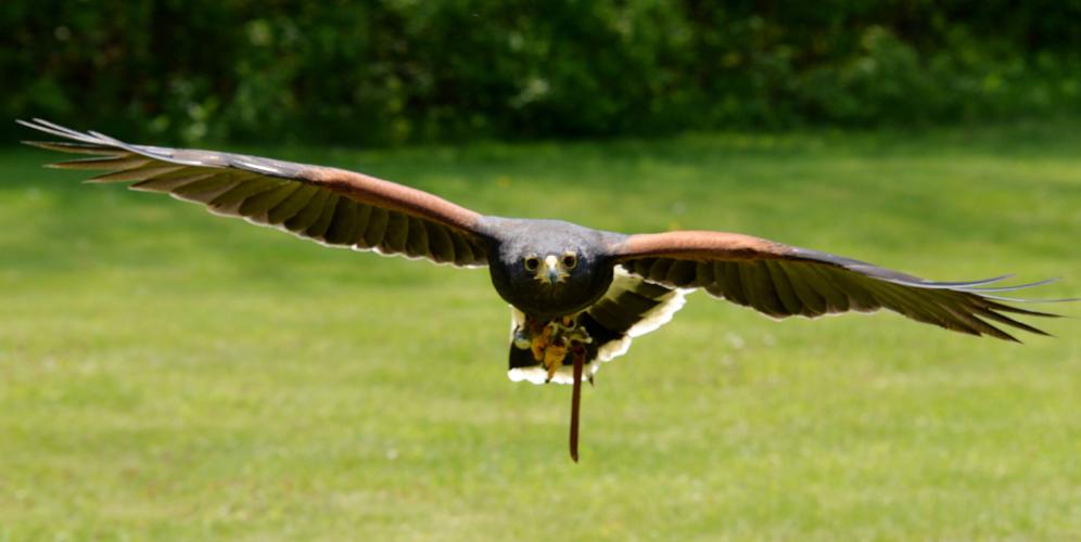 Local as Tourist: 'Birds of the fist' ... Green Mountain Falconry ...