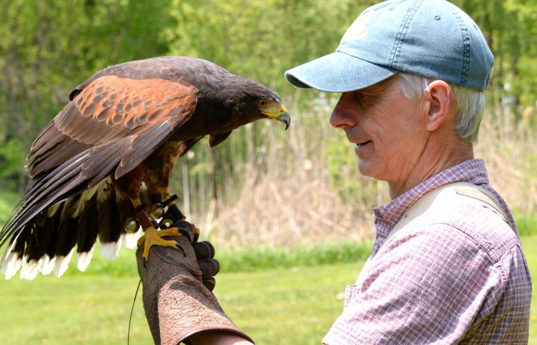 Local as Tourist: 'Birds of the fist' ... Green Mountain Falconry ...