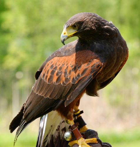 Local as Tourist: 'Birds of the fist' ... Green Mountain Falconry ...