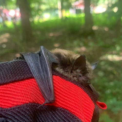 Going batty! Smokey House to host Bat Chat and Walkabout | Local-news ...