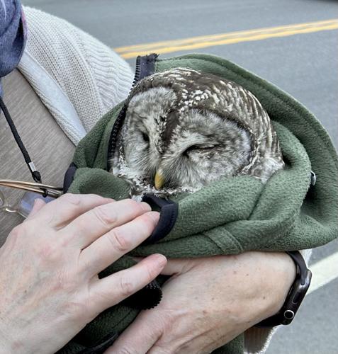 Tom the owl recovered, makes return to wild | Local-news ...