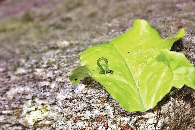 do inchworms lay eggs