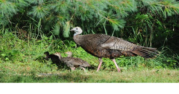 Vermont turkey brood survey starts July 1 | Outdoors ...