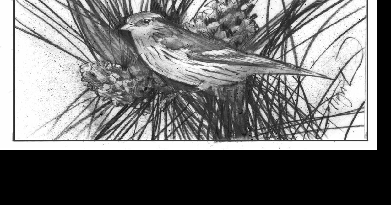 The Outside Story: Pine siskins Irrupting | Outdoors ...