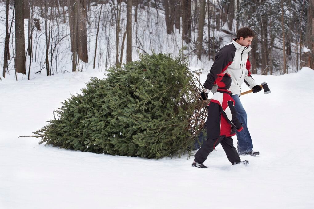 Cut down christmas tree store